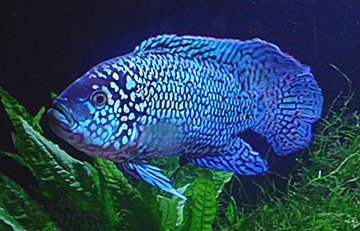 Electric Blue Cichlid