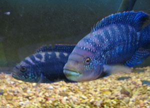 The world of Jack Dempseys