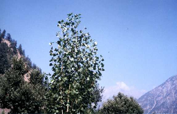 Wild Plants of Kalam Valley, Swat, Pakistan