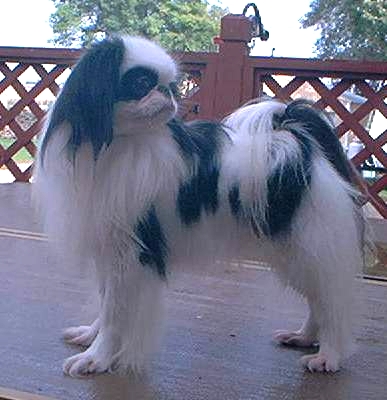 Illusion Japanese Chin Adult Males