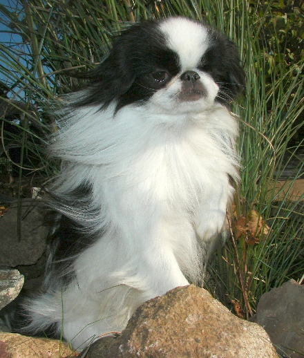 Illusion Japanese Chin Adult Males