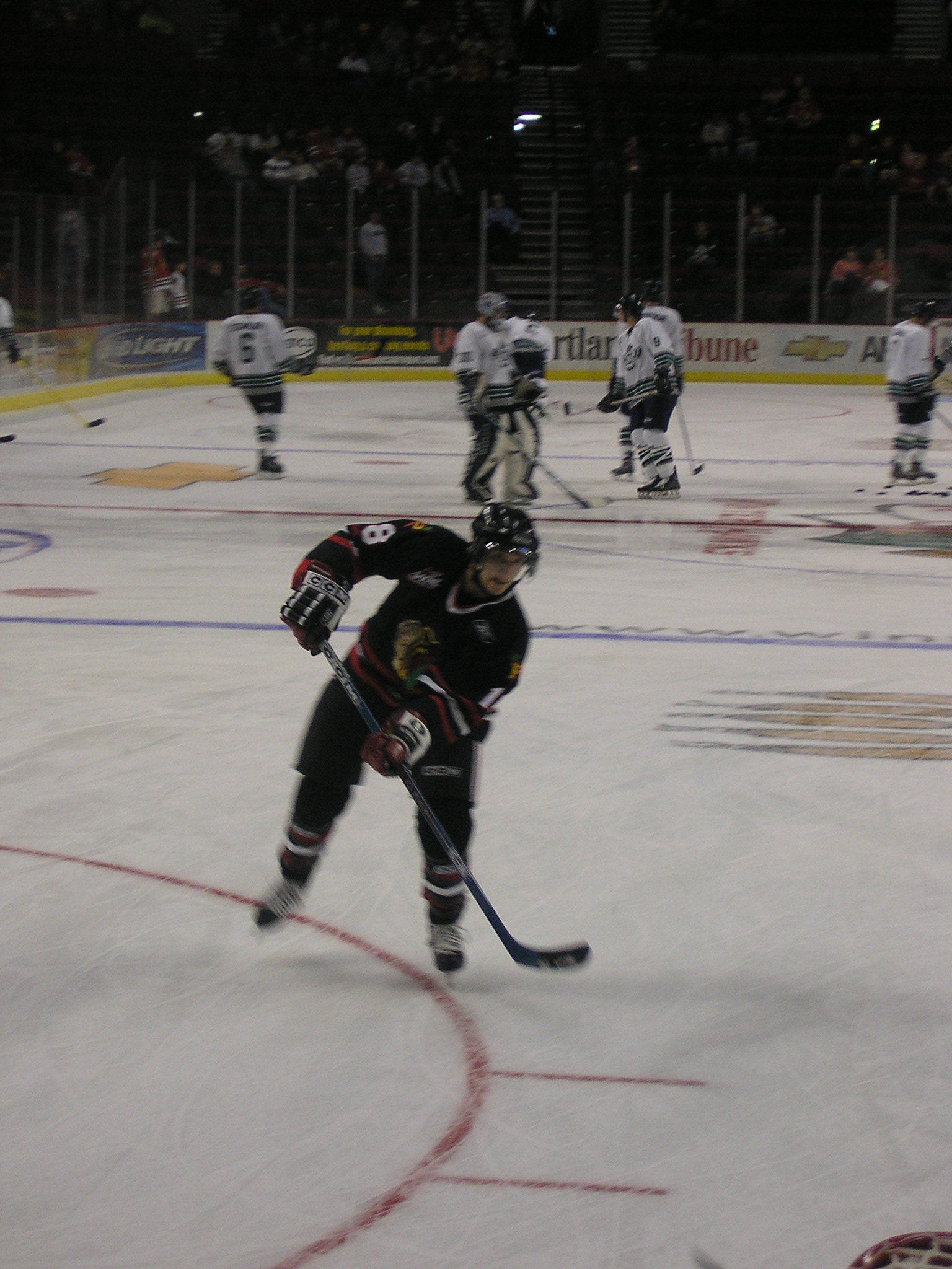 Winter Hawks Pictures