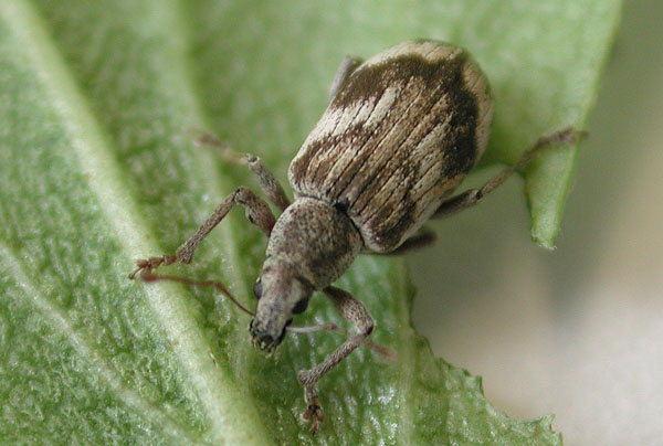 Herbivore experiments in CO2 and ozone research in Univ. of Kuopio