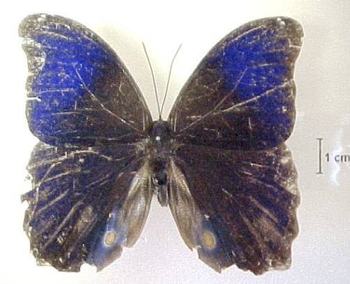 Borboletas Gaúchas Home Page - GBG