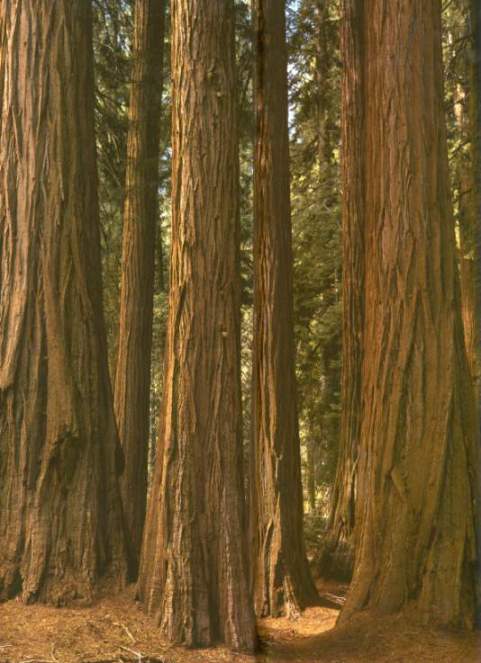 Madera De Secuoya Terminada