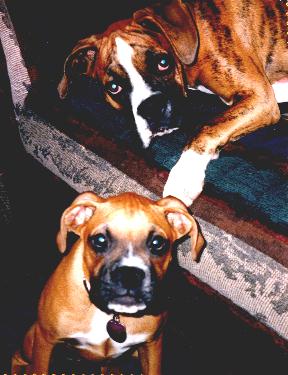 Raven's accomplishments include winning Best of Opposite Sex the 1998 ...