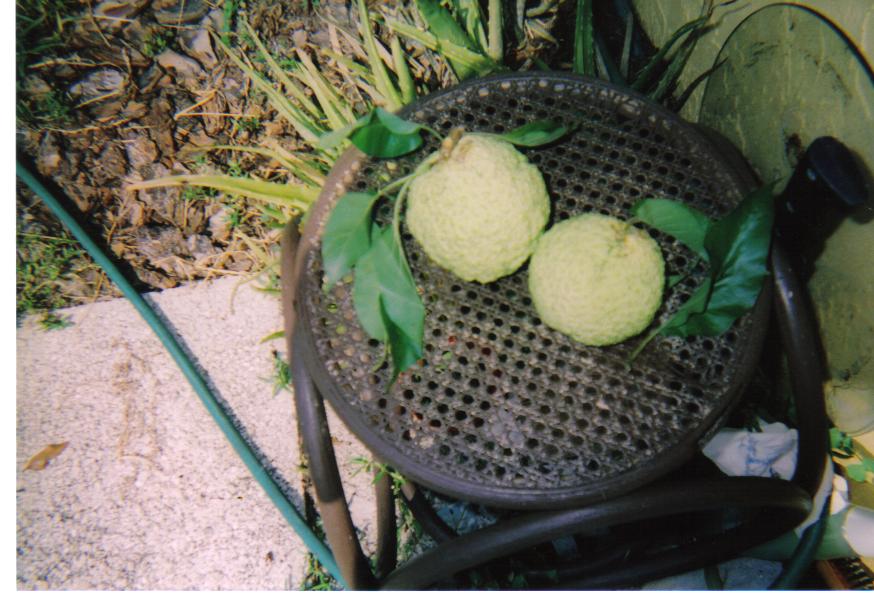 The Monkey Ball Path