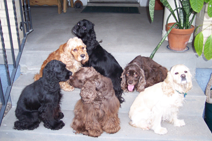 Stacy Devlin's Cockerspaniels