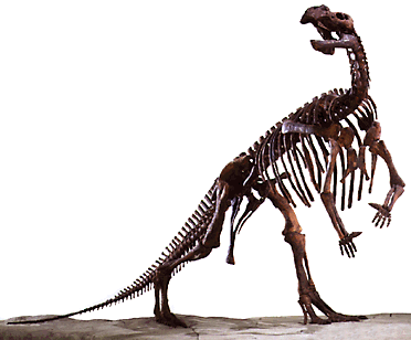 Muttaburrasaurus