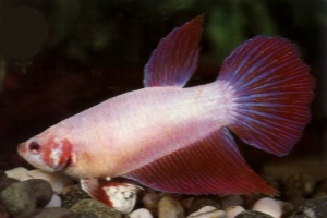 Delta / Super Delta Tails