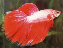 Delta / Super Delta Tails