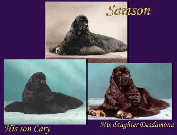 JEMS COCKERS~ FLORIDA