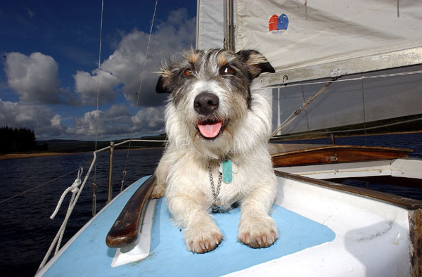 The Alacrity 19 website