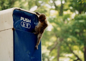 Beppu's Monkeys