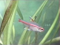 Tetras y neones del archivo Acuaweb.com