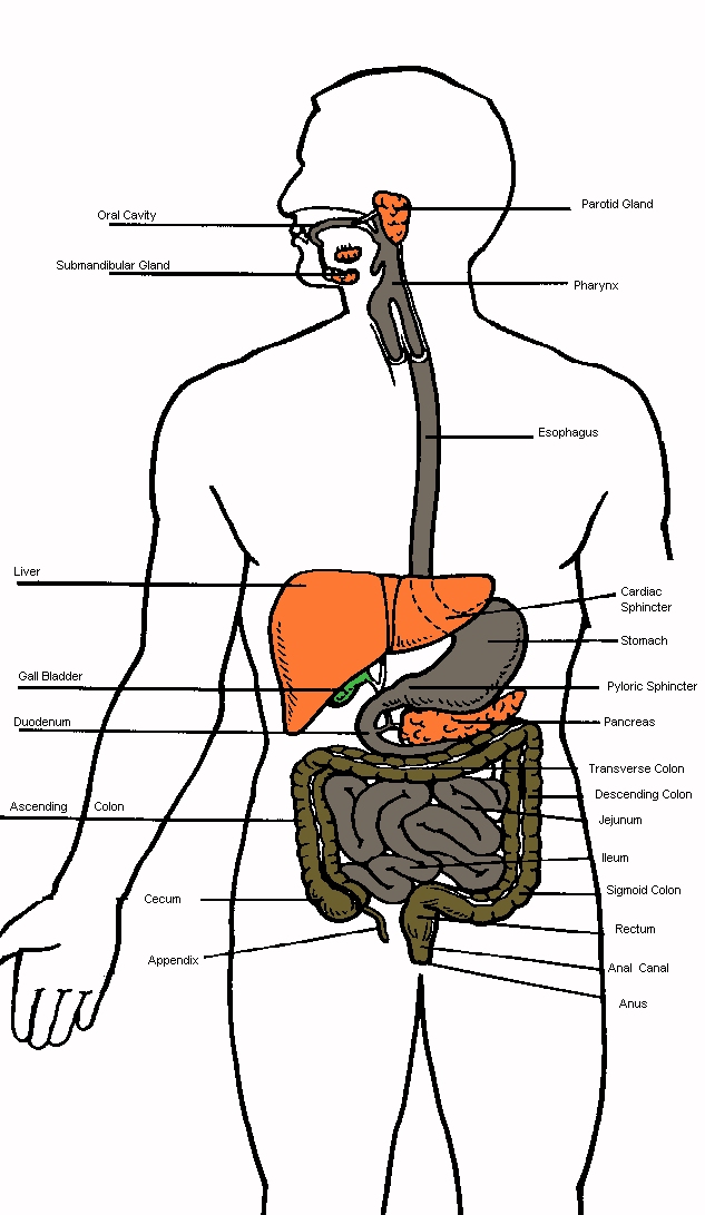 study of the stomach and intestine and their diseases.
