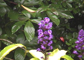 Local Flora Pictures>