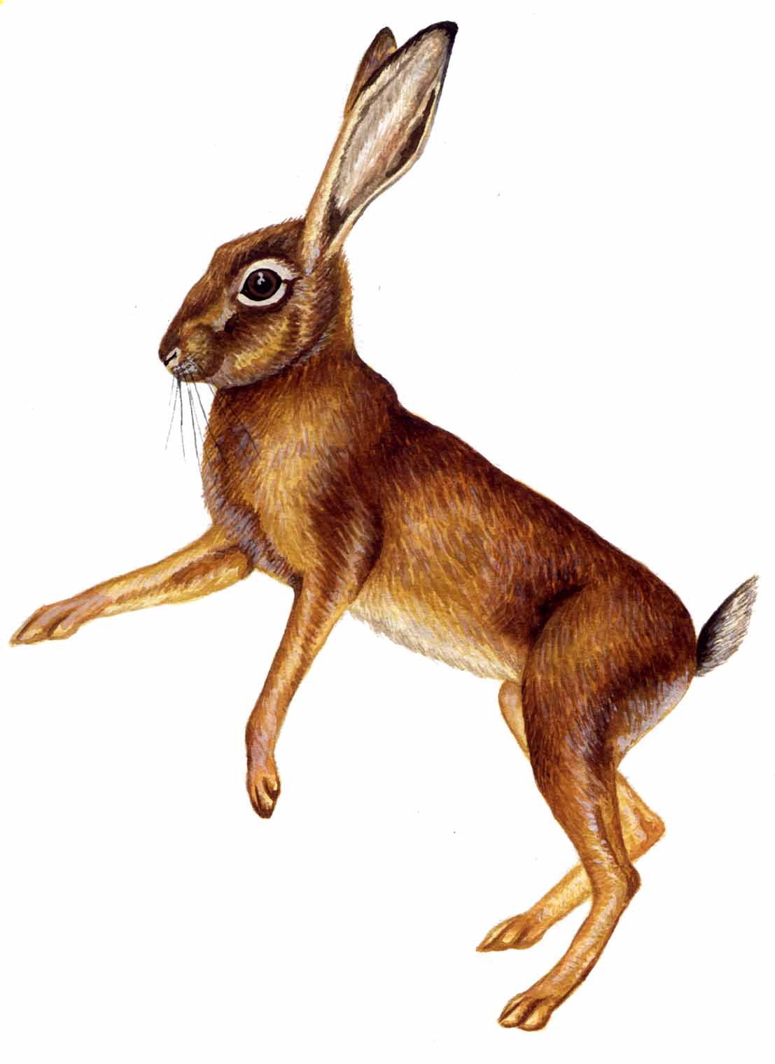 Welcome to Jinx Saunders homepage