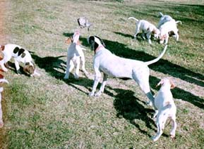 J & J Kennel-Bird Dogs-Welcome!-geocities.com/jjkenneldogs