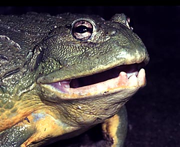 African Bullfrog Teeth