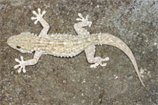 Macaklini moji prijatelji - Gecko my Friend