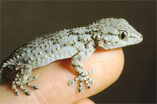 Macaklin moj prijatelj - Gecko my Friend