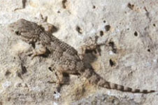 Macaklini moji prijatelji - Gecko my Friend