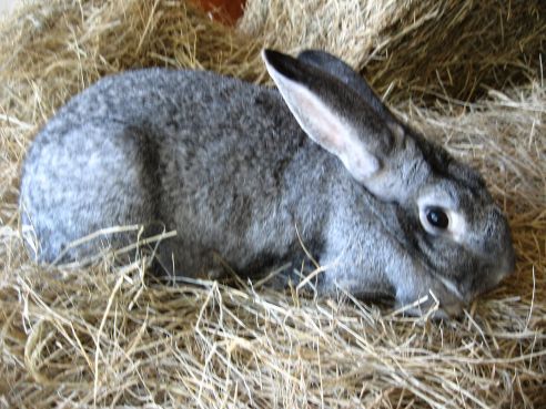 Bennett's Bunnies A Giant Chinchilla Rabbit Breeder In Northeast Arkansas