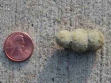 The Mars Spherules Are Concretions Hypothesis