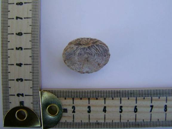 The Mars Spherules Are Concretions Hypothesis