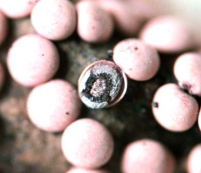 The Mars Spherules Are Concretions Hypothesis