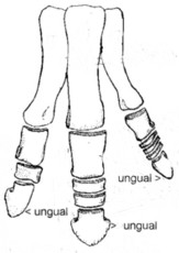 ungual