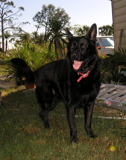 The East German Shepherd Dogs DDR