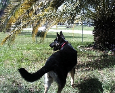 The East German Shepherd Dogs DDR