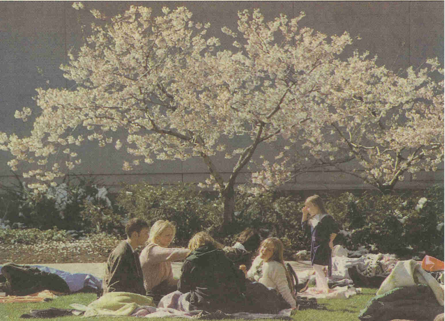 Tree of Life Pictures