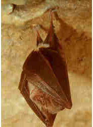 Lesser Horseshoe bat