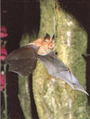 Lesser Horseshoe bat