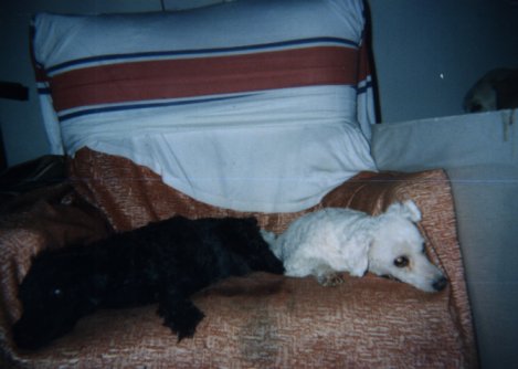 Joyce Eberly - author - The Tangled Web - an EBook