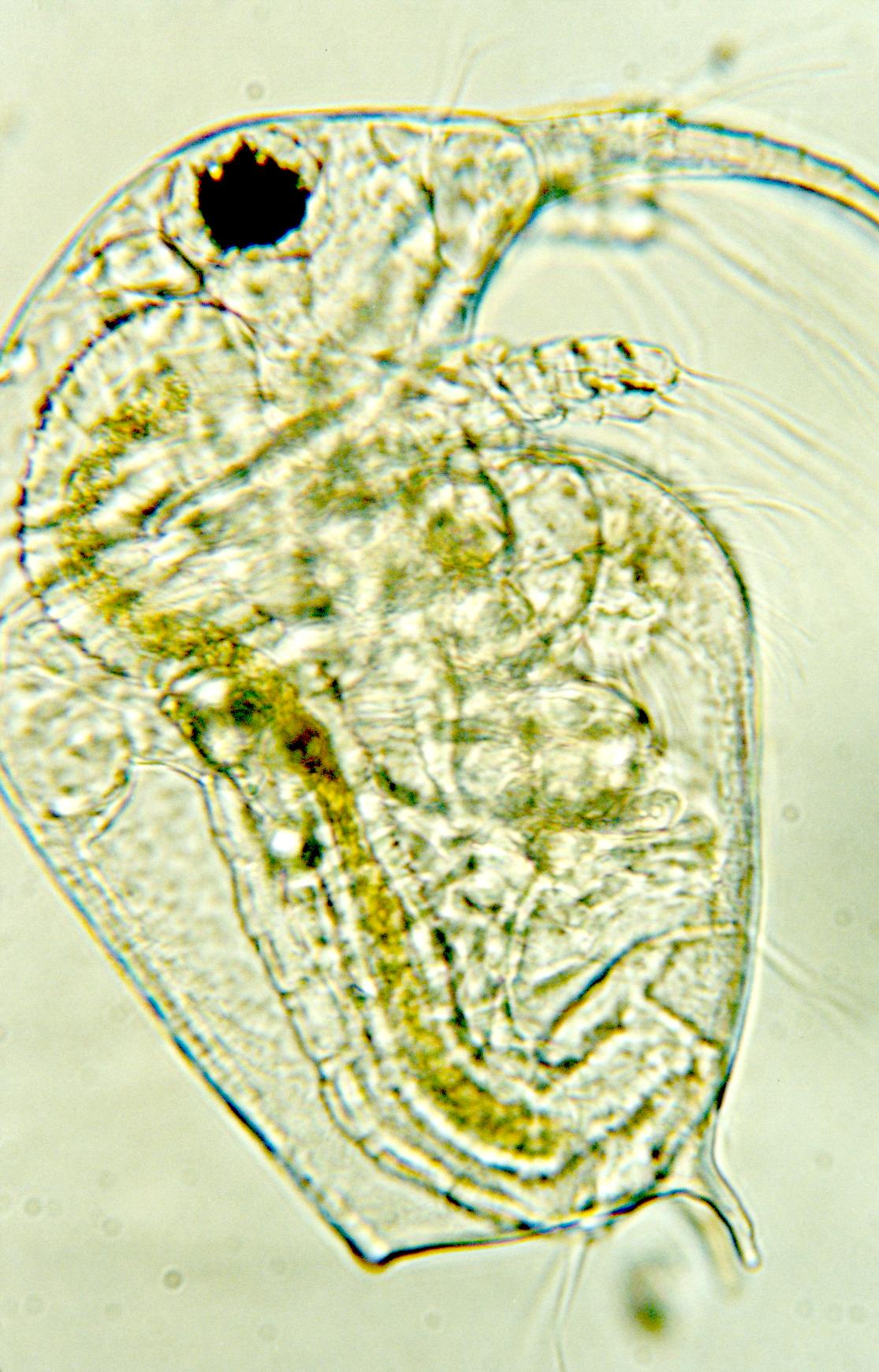 Bosmina longirostris