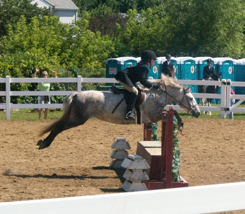 Fabrizius Farm, AKC Chocolate and Yellow Lab Puppies, Thoroughbred ...