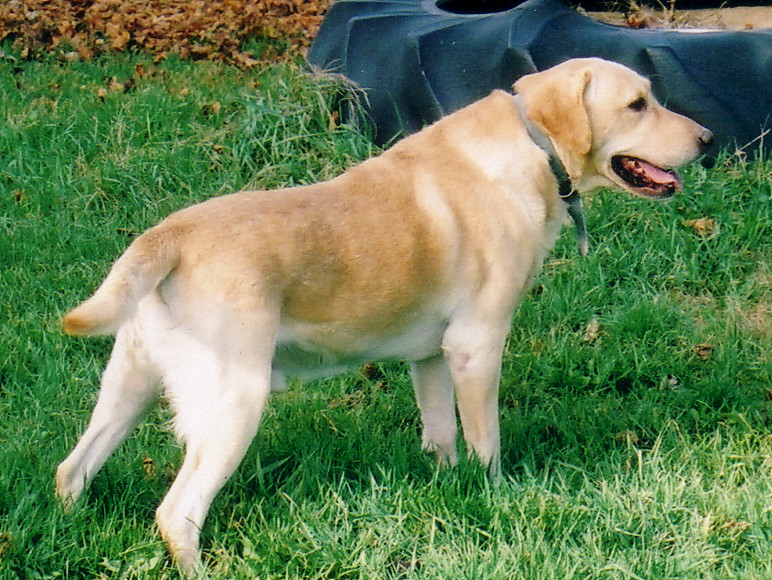 AKC Black, Chocolate and Yellow Lab Puppies, Thoroughbred Stallion ...