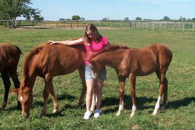 Fabrizius Farm, AKC Chocolate and Yellow Lab Puppies, Thoroughbred ...