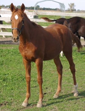 Fabrizius Farm, AKC Chocolate and Yellow Lab Puppies, Thoroughbred ...
