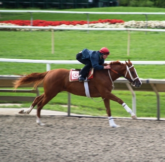 Fabrizius Farm, AKC Chocolate and Yellow Lab Puppies, Thoroughbred ...