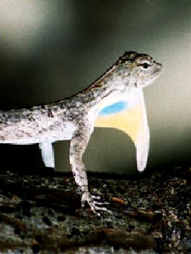 Draco_maculatus