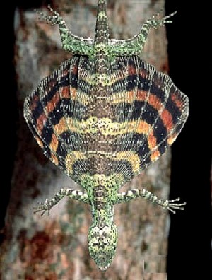 Draco_quinquefasciatus