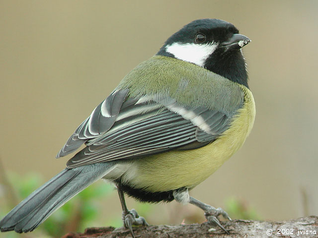 Parus_major