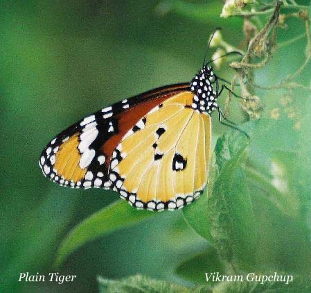 PLAIN TIGER