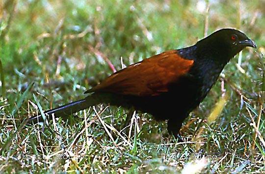 Crow Pheasant or Coucal