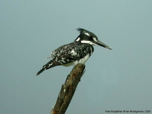 Pied Kingfisher Ceryle rudis Alternative names